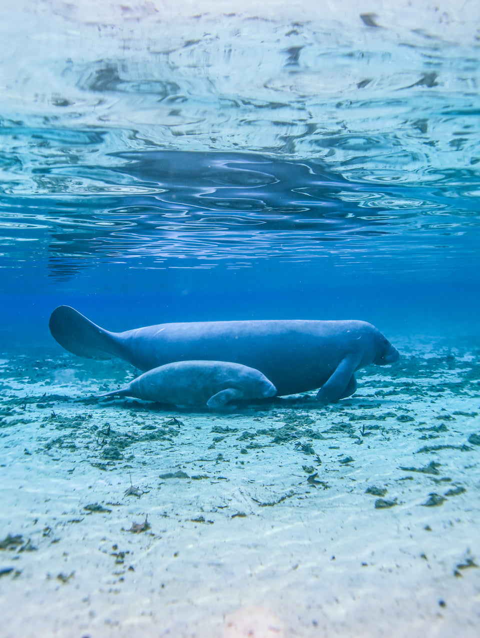 Manatee Zone Gifts